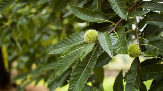 Shop for wild-type American Chestnut trees – America's Trees